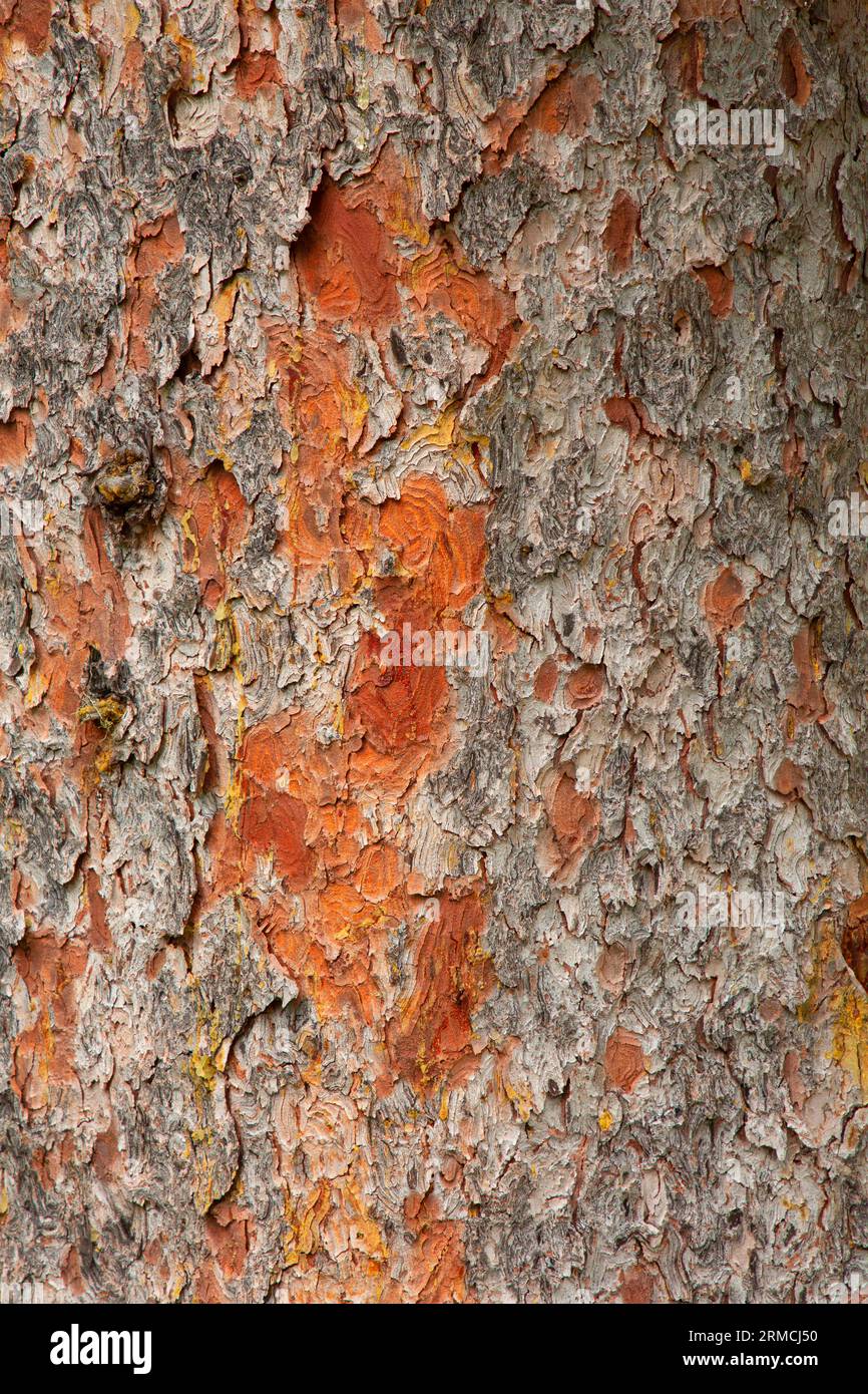 Englemann Spruce bark along High Mountain Meadows Interpretive Trail ...