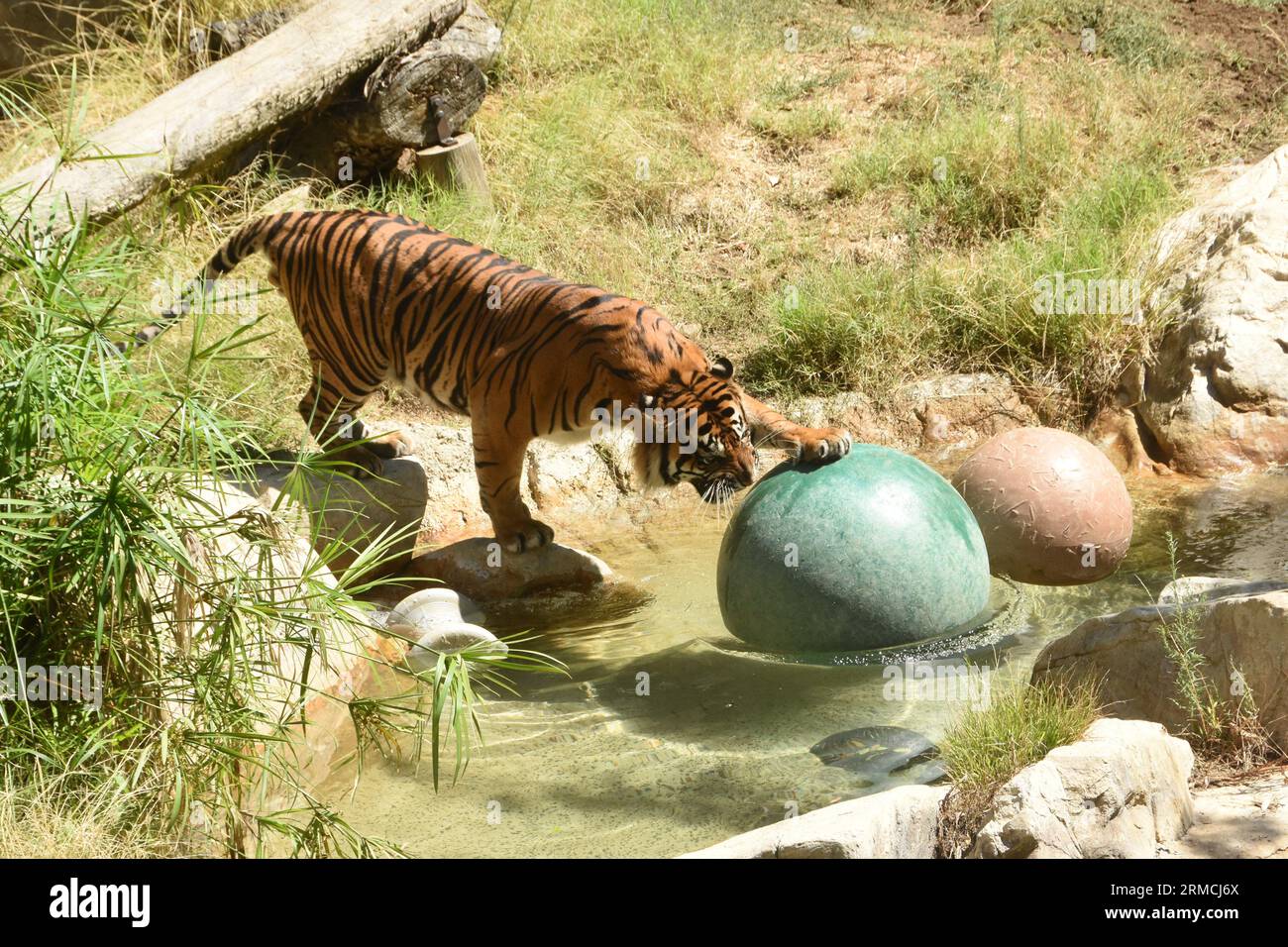 Los Angeles, California, USA 22nd August 2023 Sumatran Tiger at LA Zoo on August 22, 2023 in Los ...