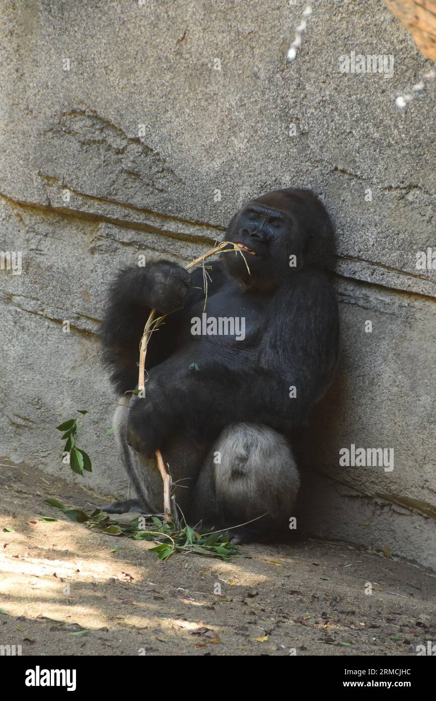 Los Angeles, California, USA 22nd August 2023 Western Lowland Gorilla at LA Zoo on August 22 ...