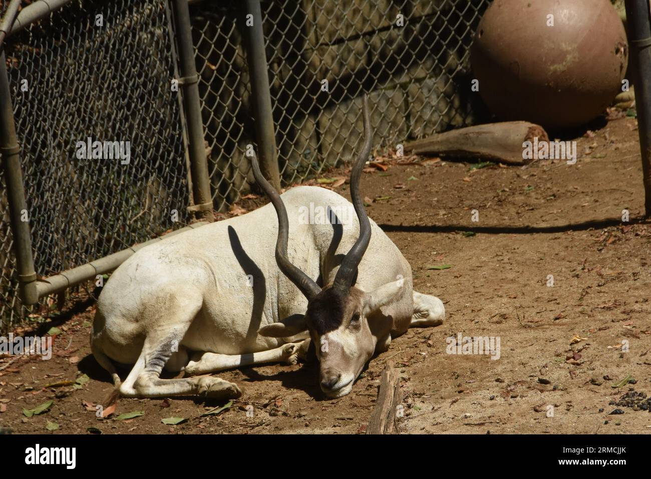 Los Angeles, California, USA 22nd August 2023 Addax at LA Zoo on August ...