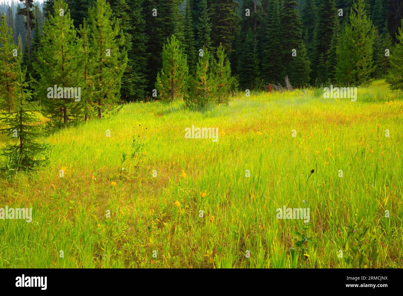 Glad Creek Camp meadow, Clearwater National Forest, Lewis and Clark ...