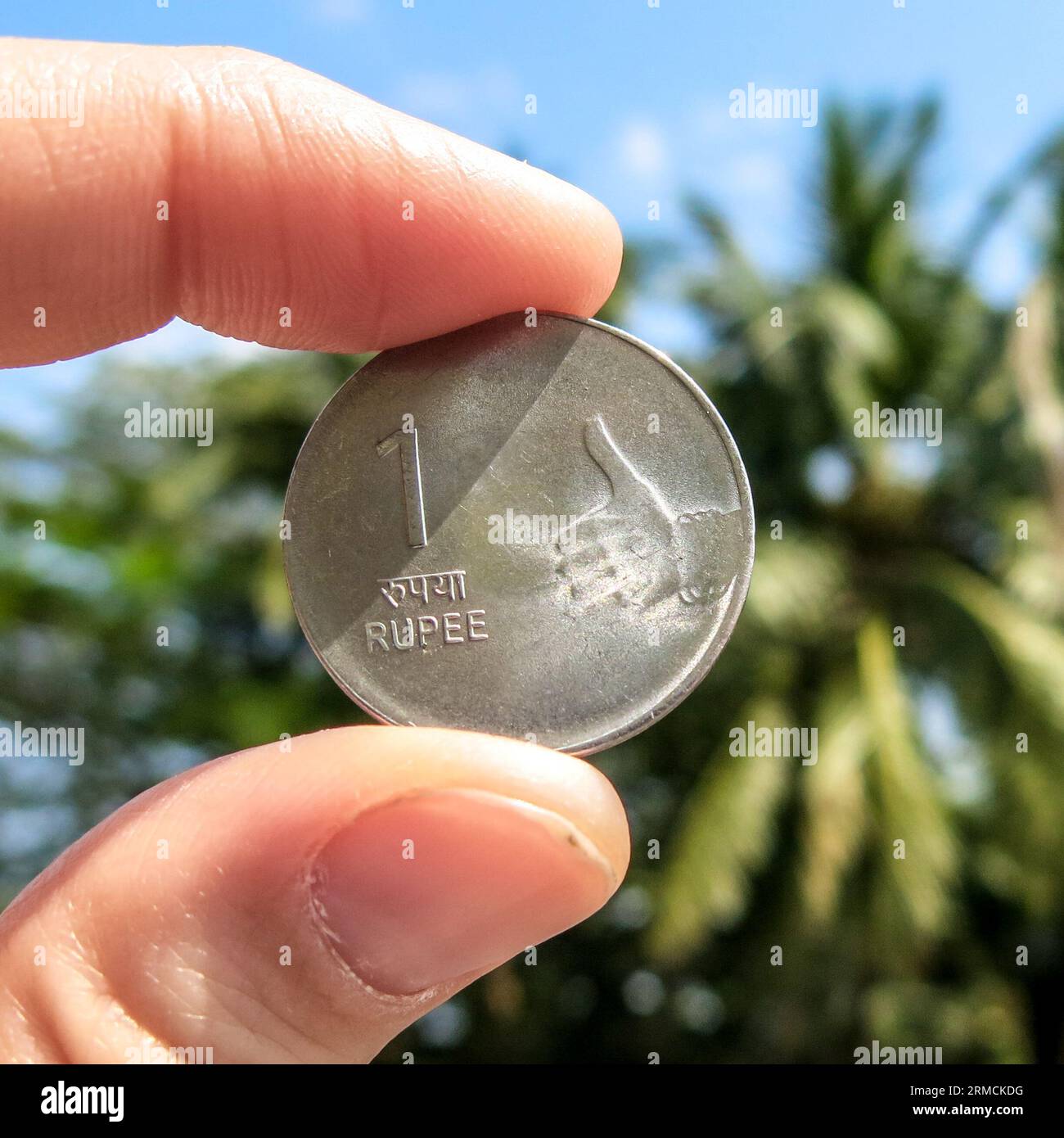 Femail fingers holding one rupee coin on the green palms background ...