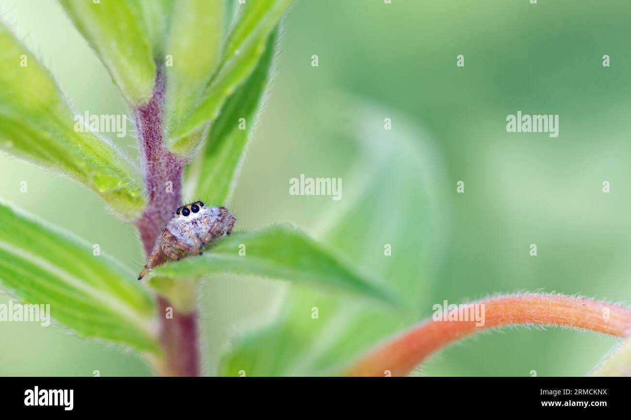 Emerald Jumping Spider (Paraphidippus aurantius Stock Photo - Alamy