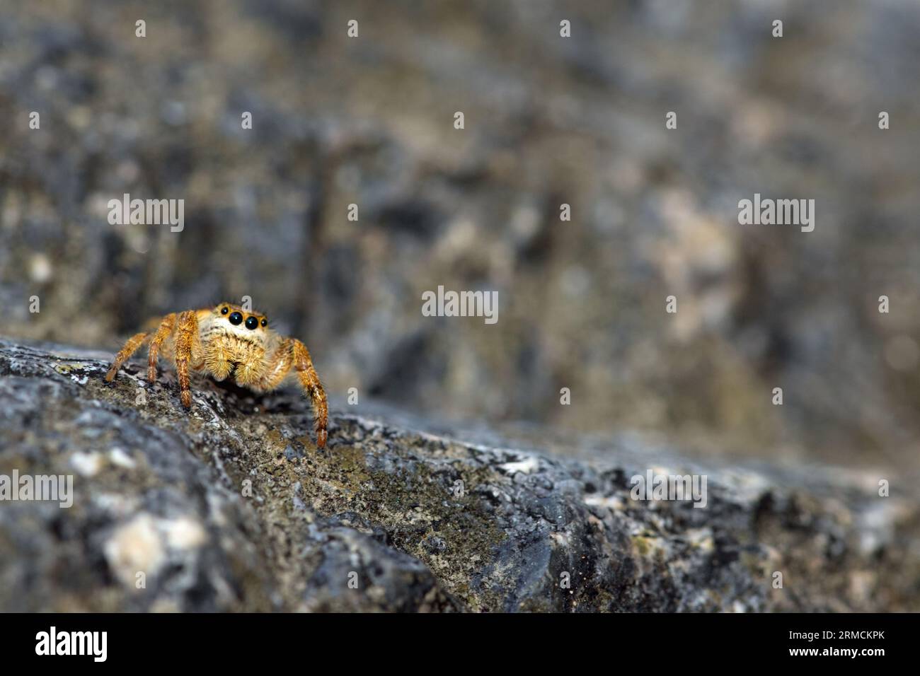 Emerald Jumping Spider (Paraphidippus aurantius Stock Photo - Alamy