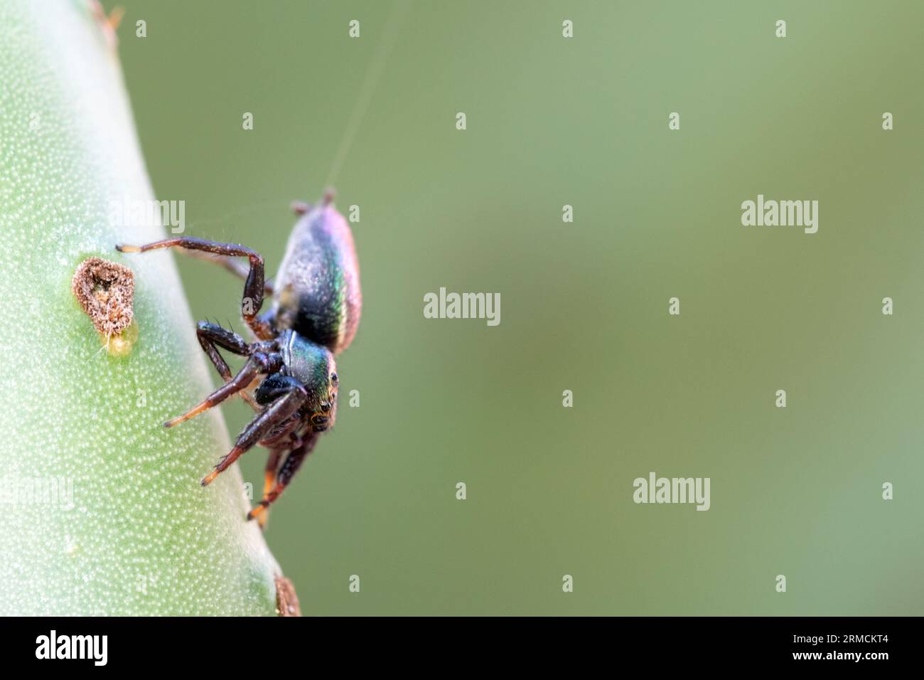 Iridescent Sassacus jumping spider ballooning Stock Photo - Alamy