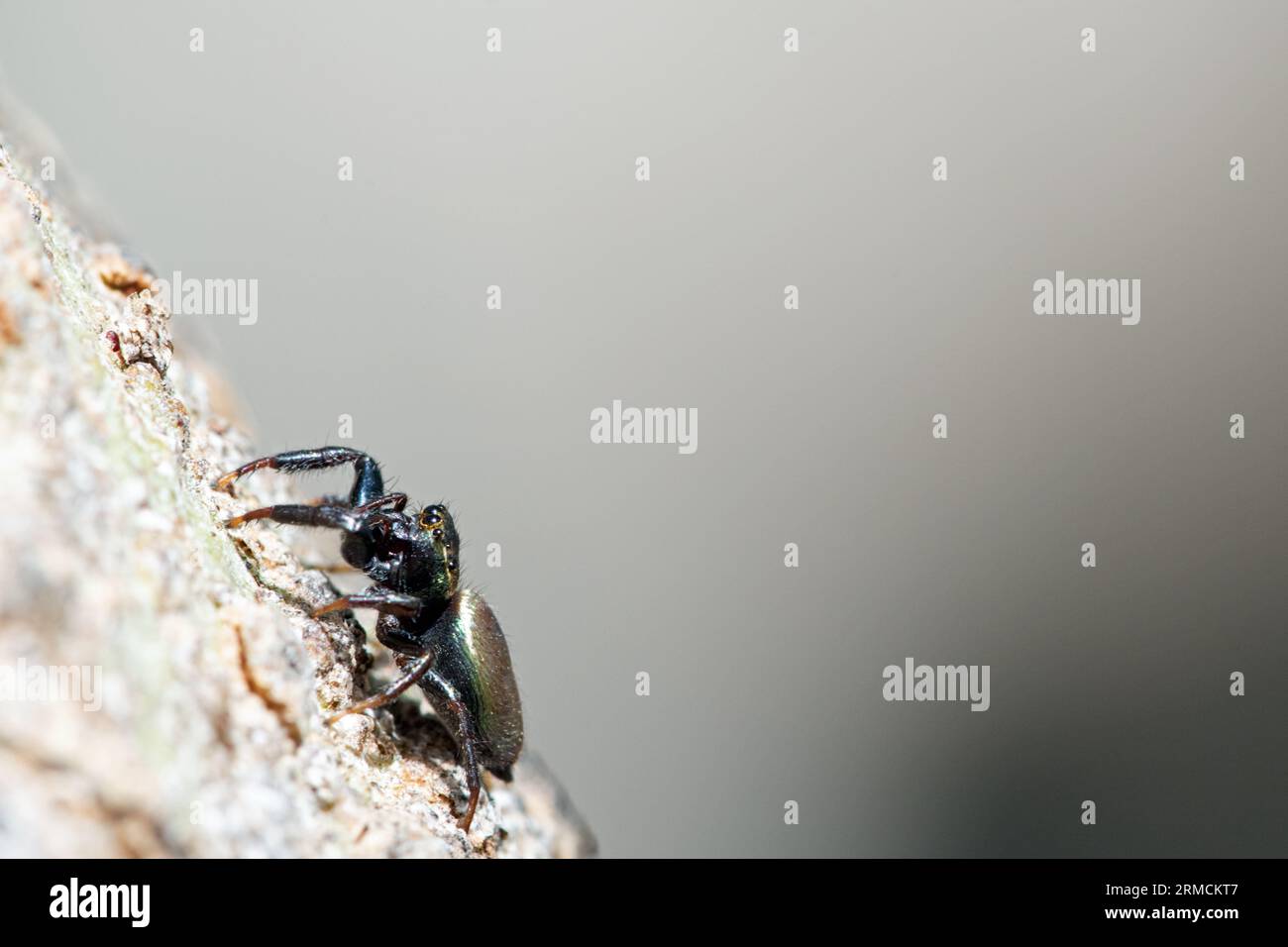 Iridescent Sassacus jumping spider Stock Photo - Alamy