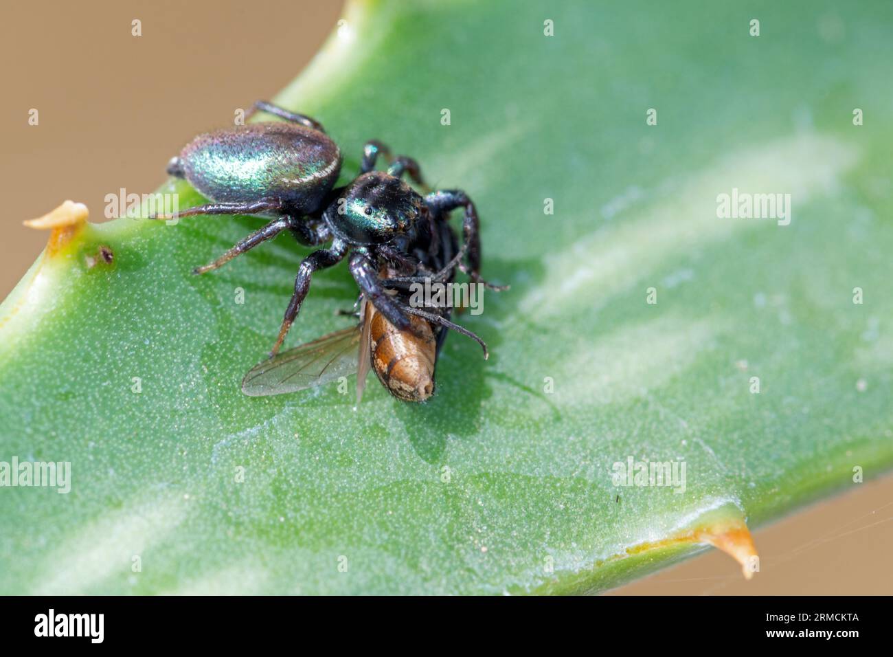 Iridescent Sassacus jumping spider with a fly Stock Photo - Alamy