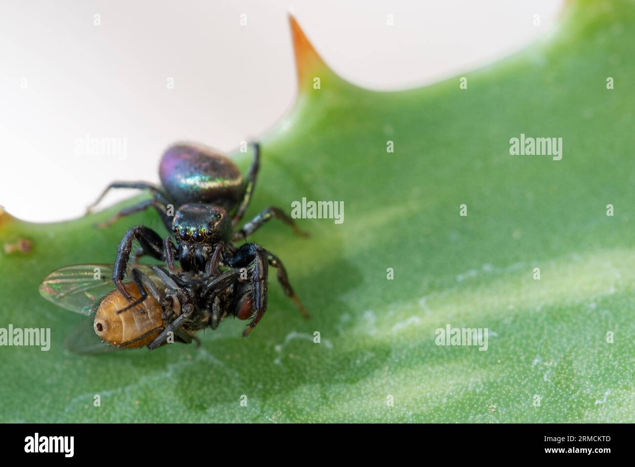 Iridescent Sassacus jumping spider with a fly Stock Photo - Alamy