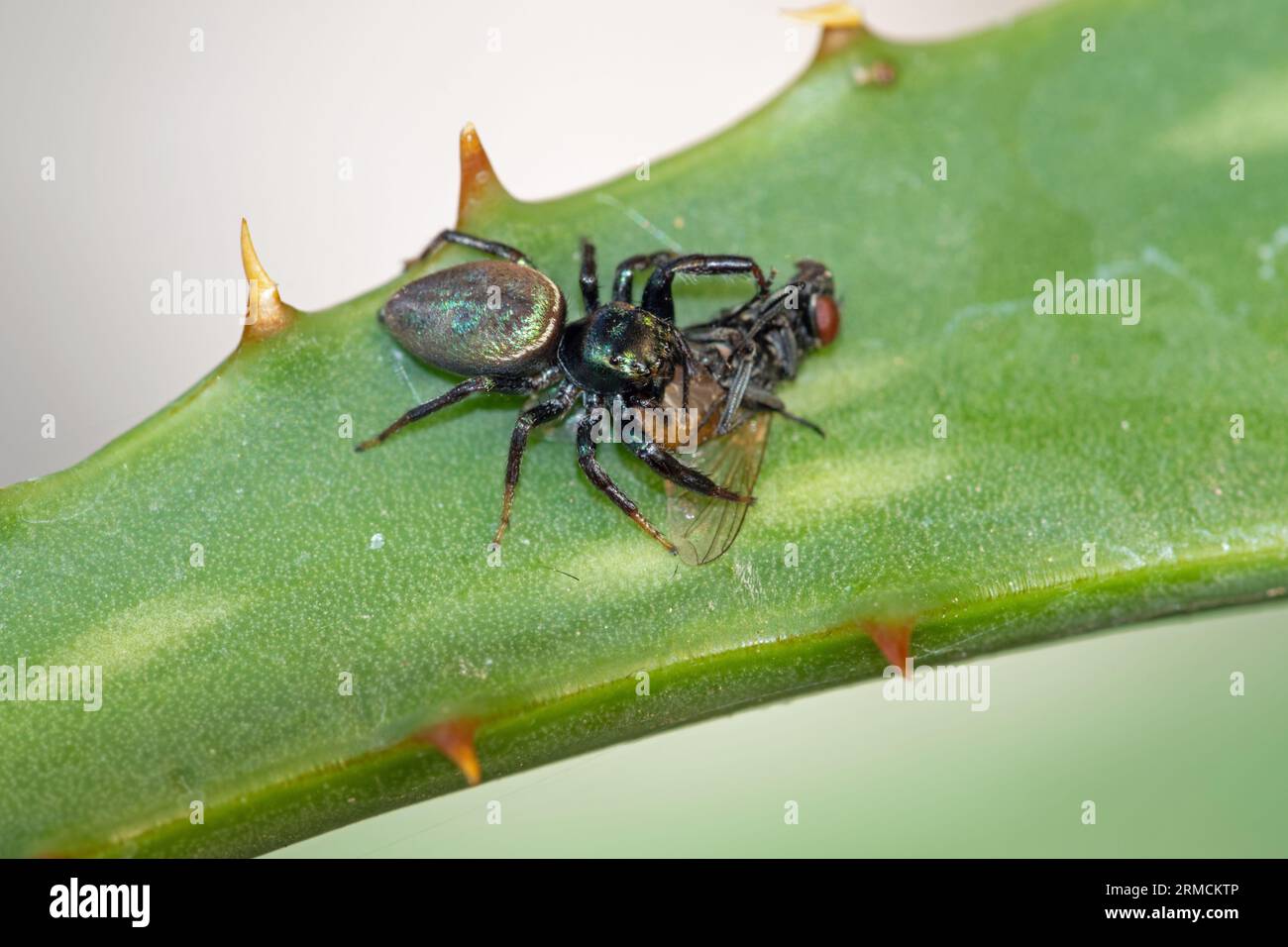 Iridescent Sassacus jumping spider with a fly Stock Photo - Alamy
