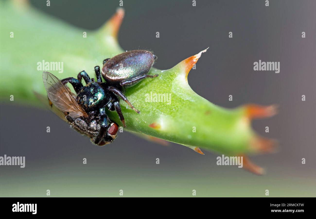 Iridescent Sassacus jumping spider with a fly Stock Photo - Alamy
