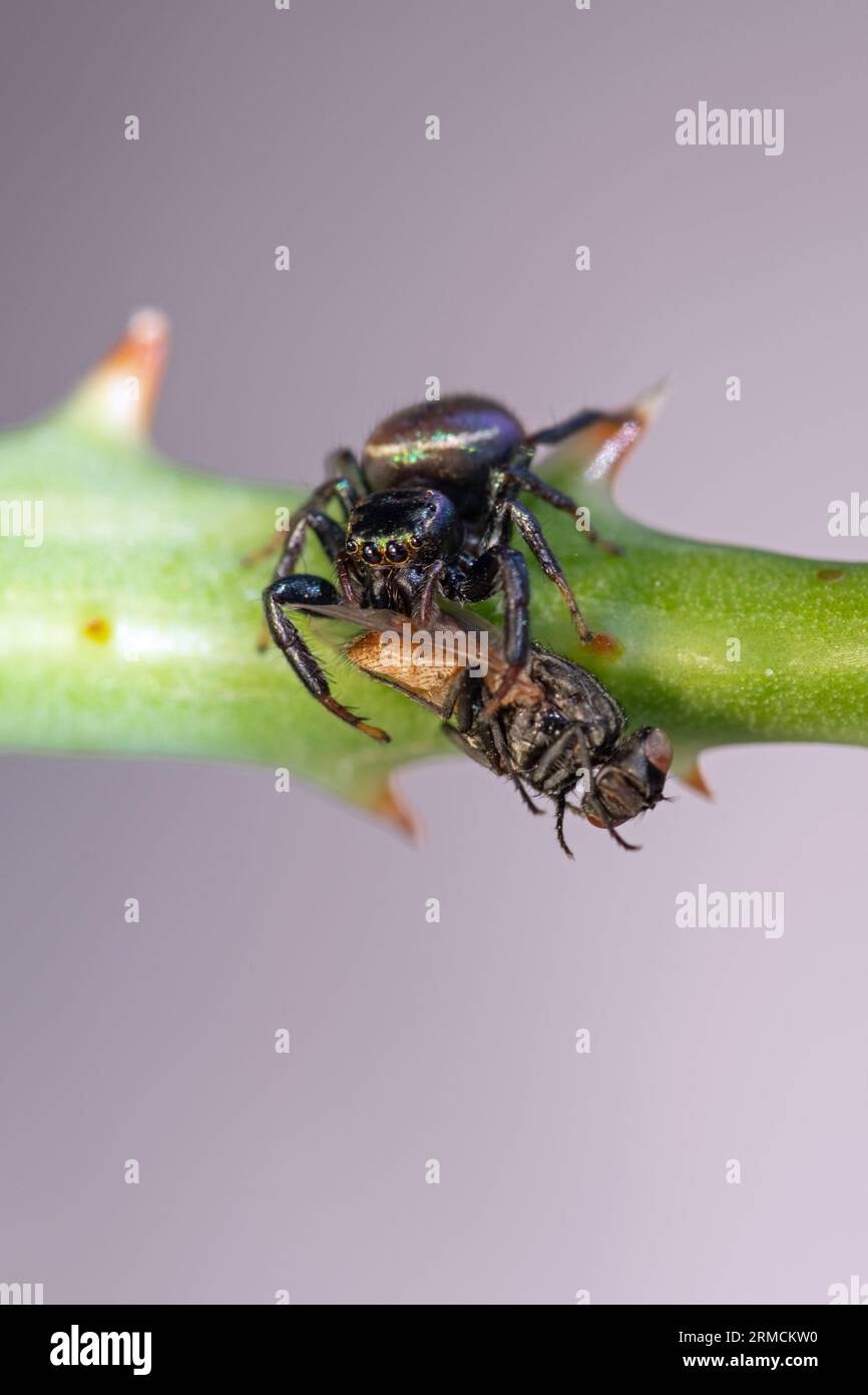 Iridescent Sassacus jumping spider with a fly Stock Photo - Alamy