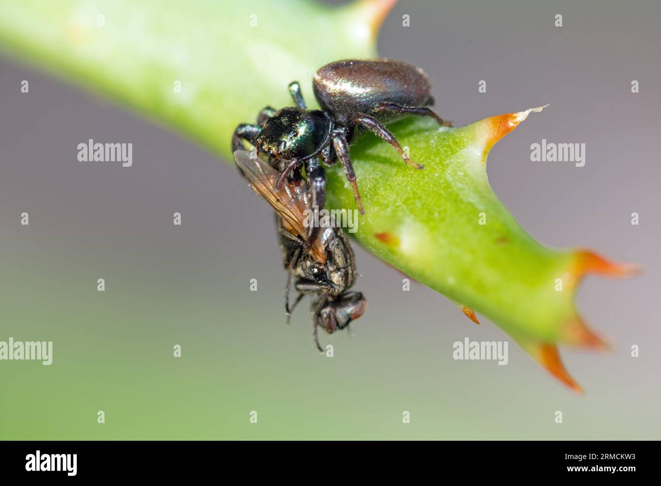 Iridescent Sassacus jumping spider with a fly Stock Photo - Alamy
