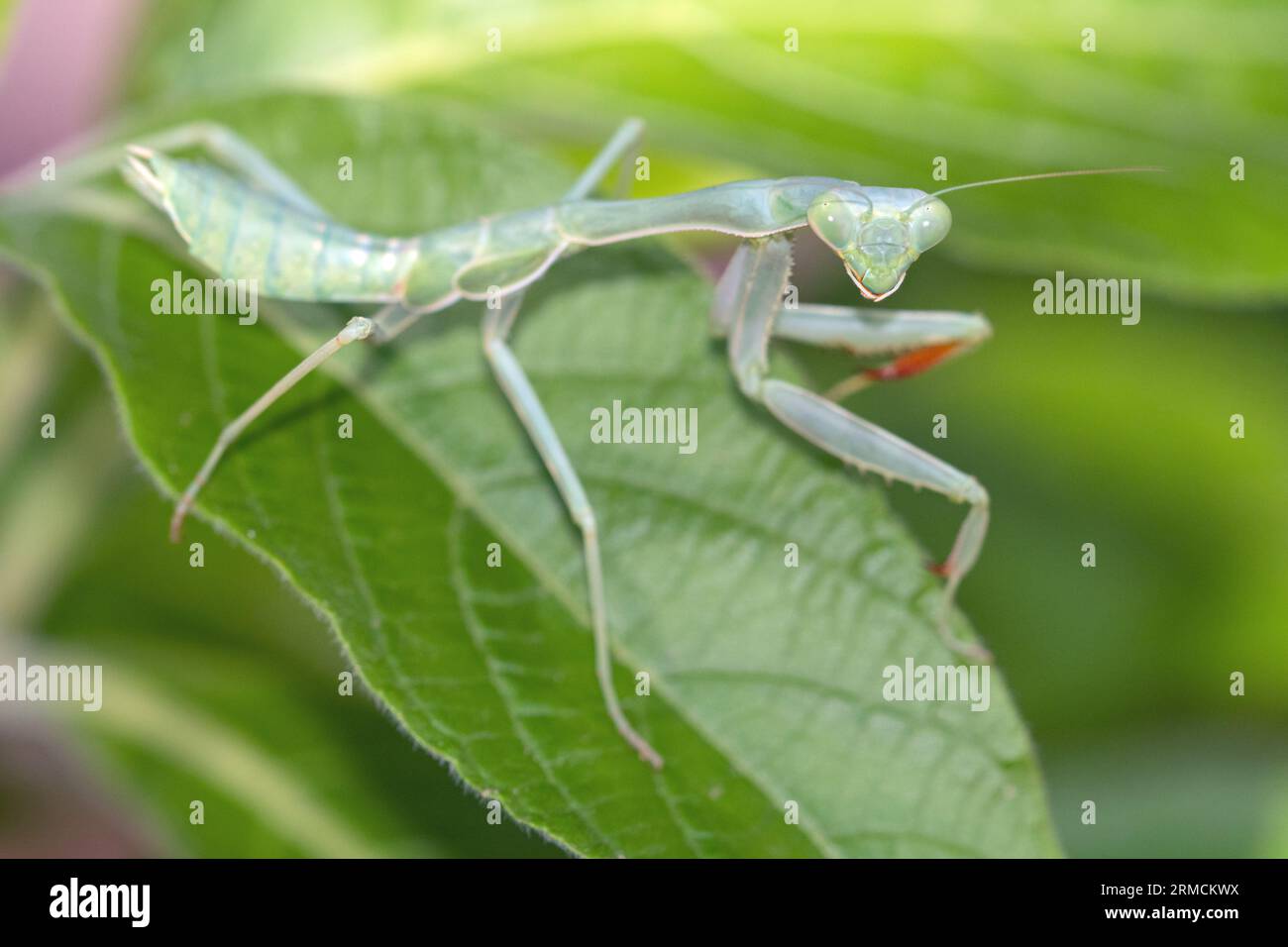 Arizona Praying Mantis (Stagmomantis limbata) nymph Stock Photo - Alamy