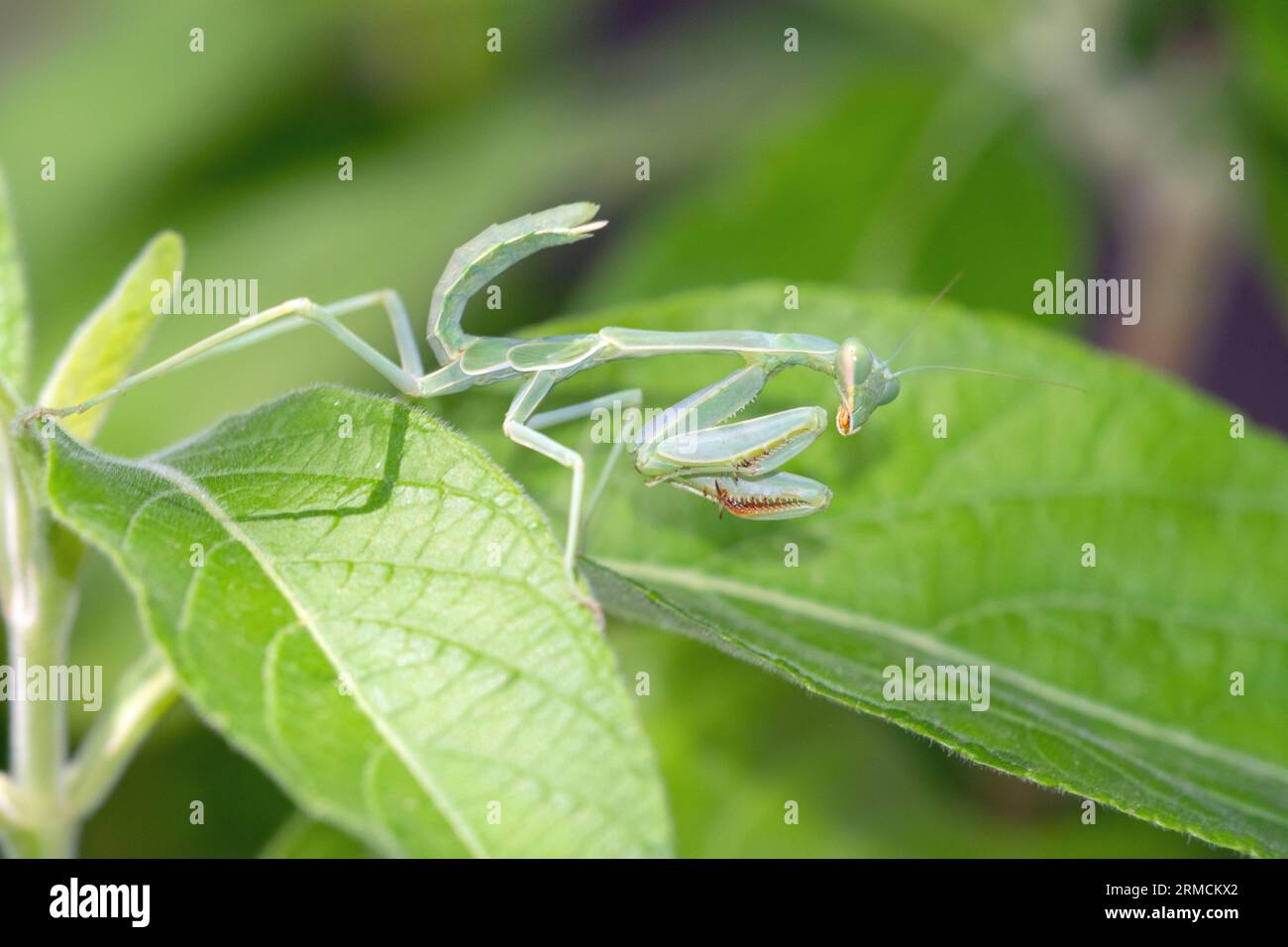 Arizona Praying Mantis (Stagmomantis limbata) nymph Stock Photo - Alamy