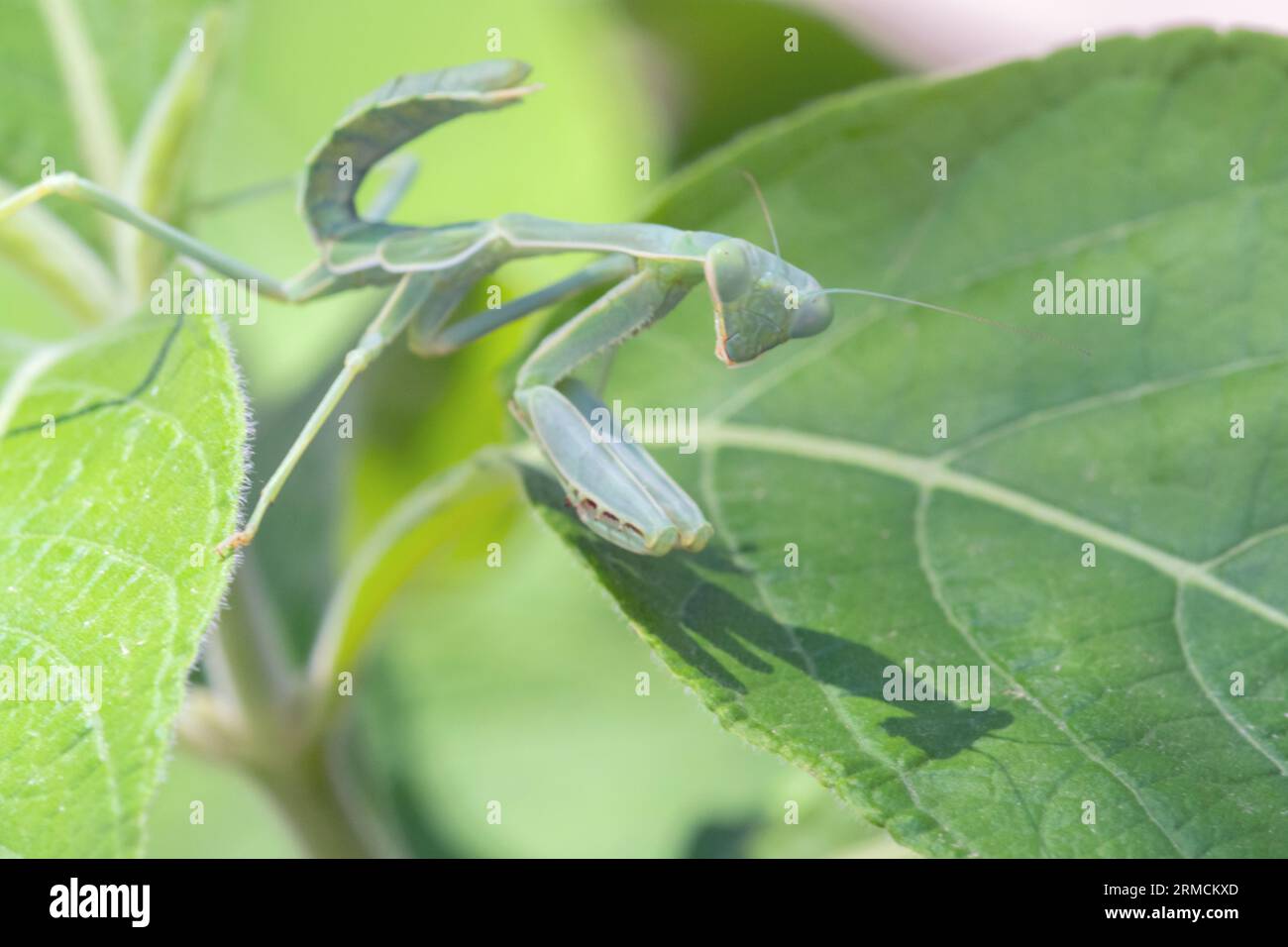 Arizona Praying Mantis (Stagmomantis limbata) nymph Stock Photo - Alamy