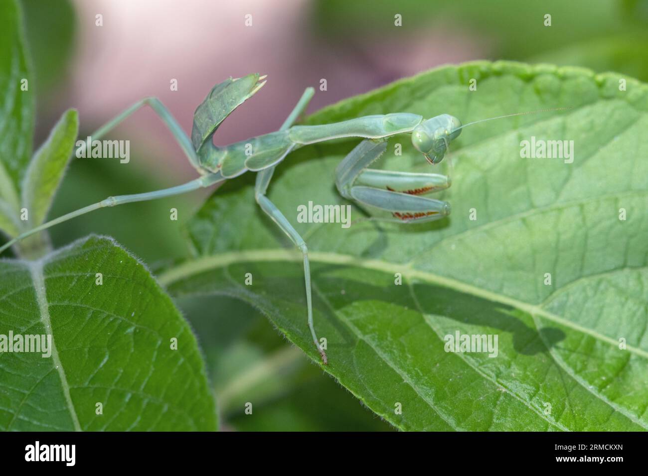 Arizona Praying Mantis (Stagmomantis limbata) nymph Stock Photo - Alamy