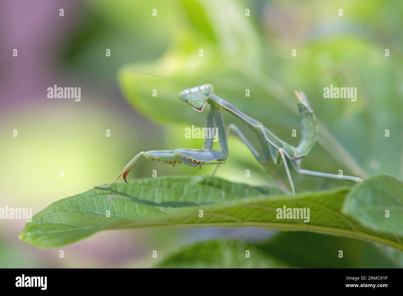 Juvenile praying mantis green hi-res stock photography and images - Alamy