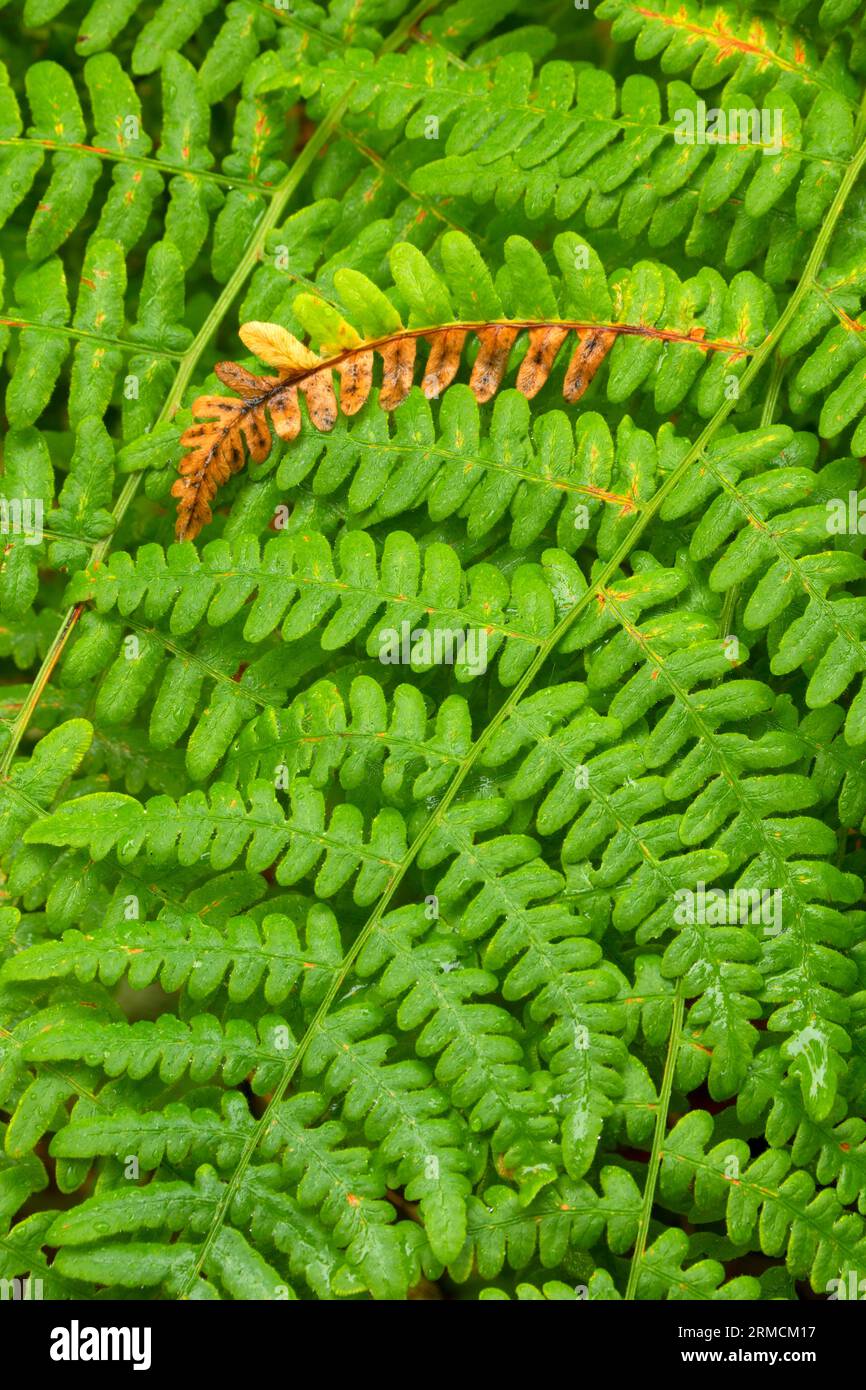 Bracken fern along Meadow Creek Trail, Nez Perce National Forest, Idaho ...