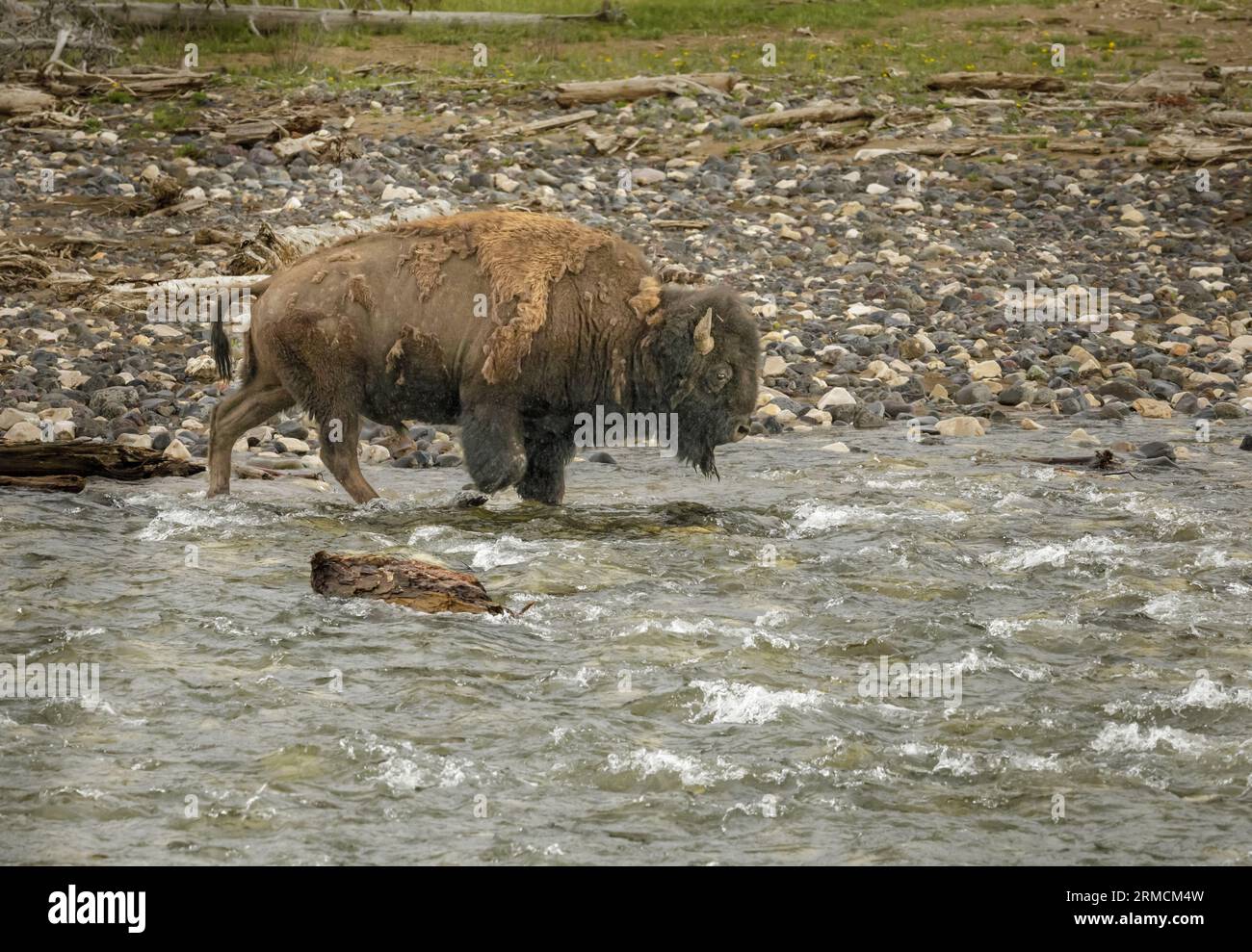 Yellowstone National Park Wild Bison Stock Photo - Alamy