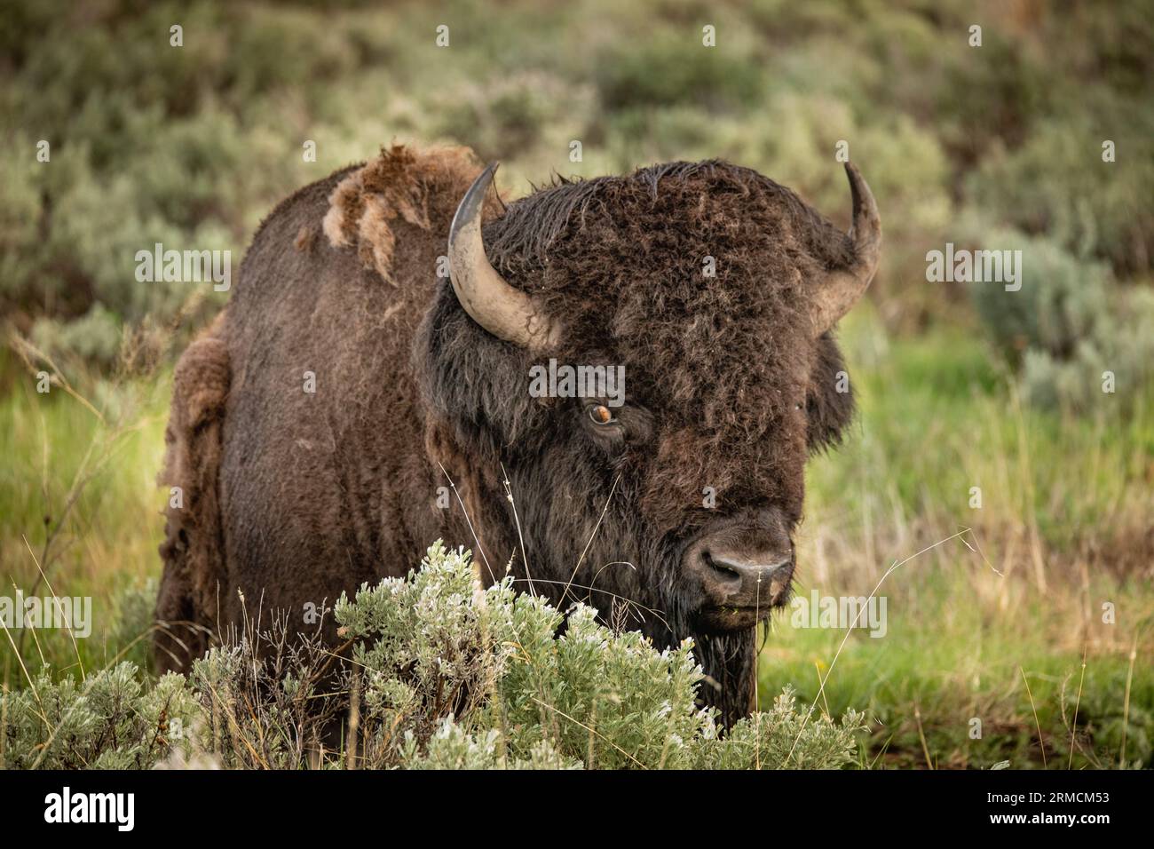 Yellowstone National Park Wild Bison Stock Photo - Alamy