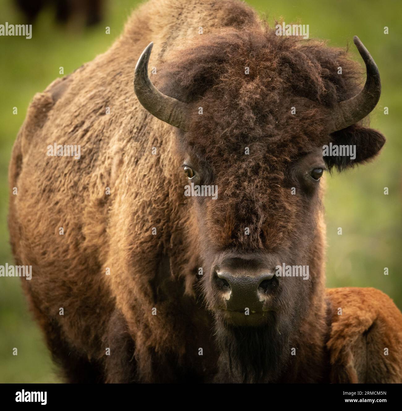 Yellowstone National Park Wild Bison Stock Photo - Alamy