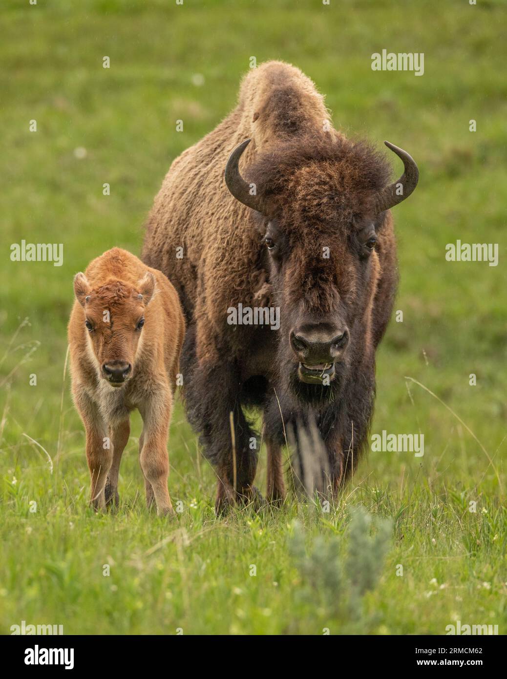Yellowstone National Park Wild Bison Stock Photo - Alamy