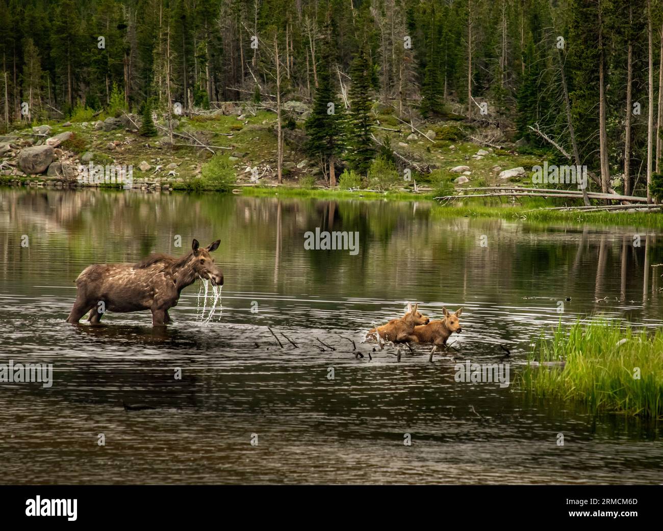 Moose family hi-res stock photography and images - Alamy