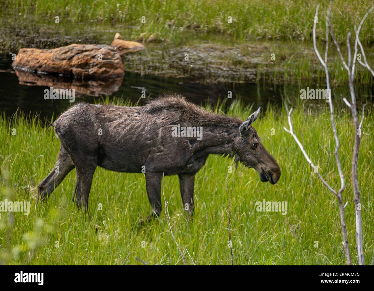 Moose family hi-res stock photography and images - Alamy