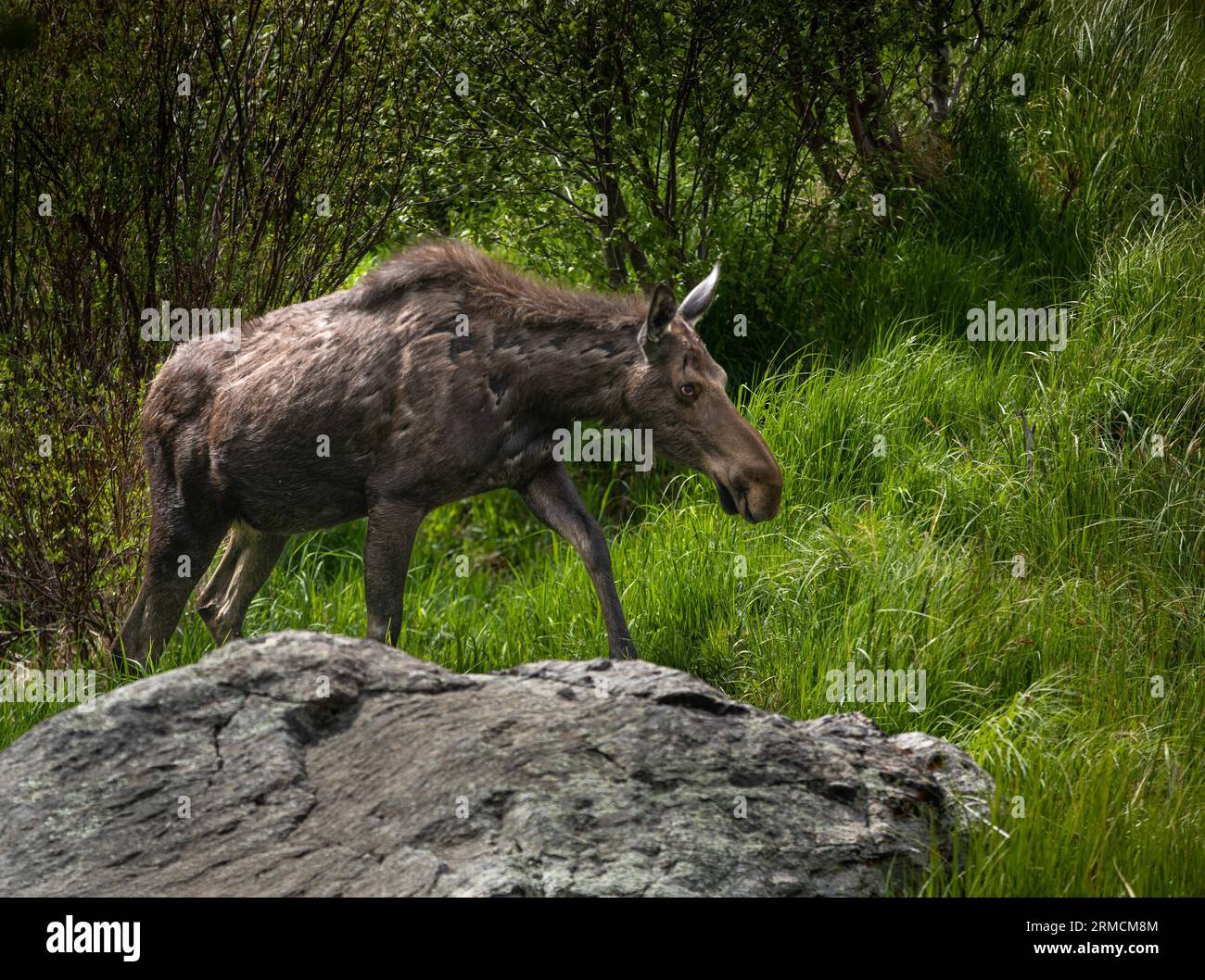Moose family hi-res stock photography and images - Alamy
