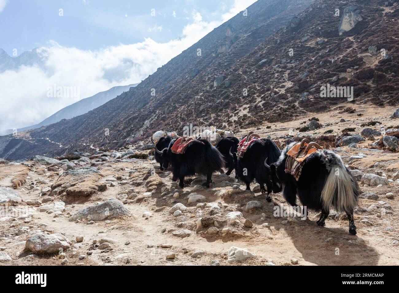 Yaks carrying load on the trail in Himalayas on Everest Base Camp Trek, Nepal Stock Photo - Alamy