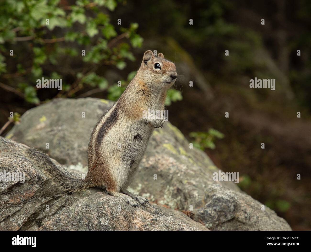 Pregnant Chipmunk in the Rocky Mountain National Park Stock Photo - Alamy
