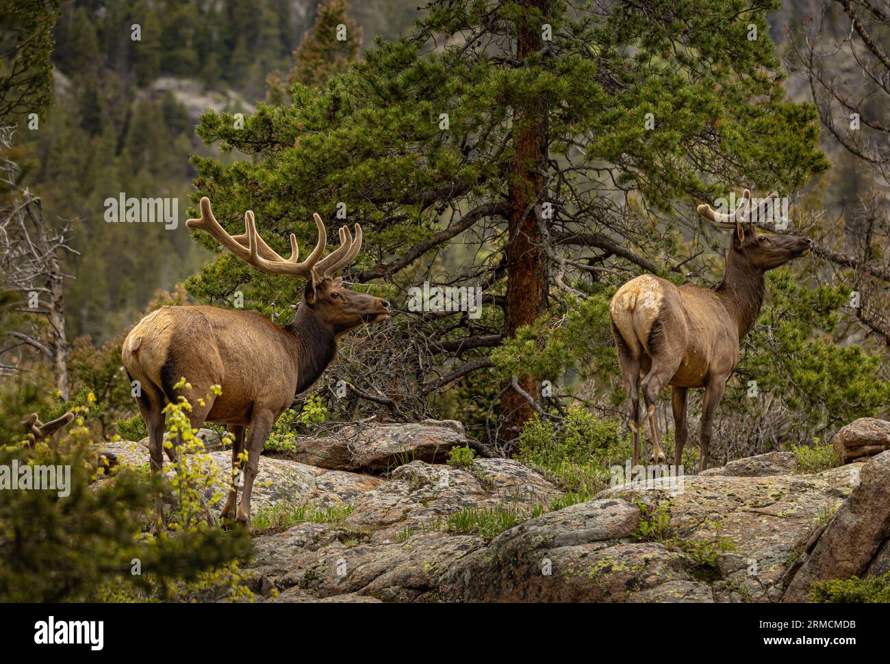 Elk at rocky mountain national park hi-res stock photography and images ...