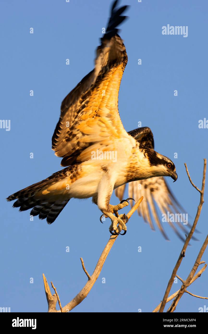 Osprey, Spring Meadow Lake State Park, Helena, Montana Stock Photo - Alamy