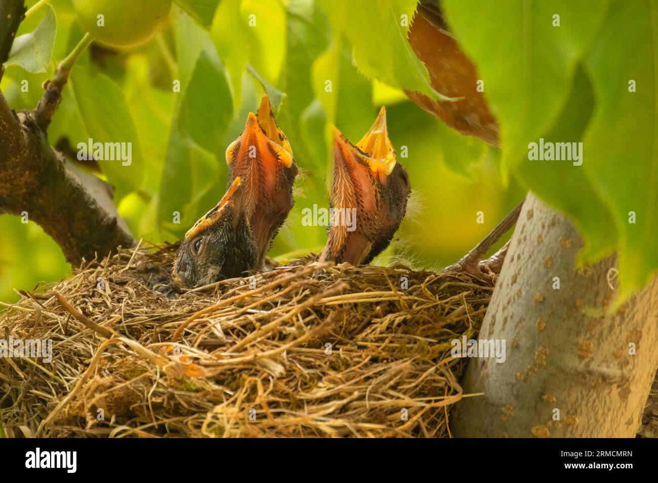 American robin (Turdus migratorius) nest, Marion County, Oregon Stock ...