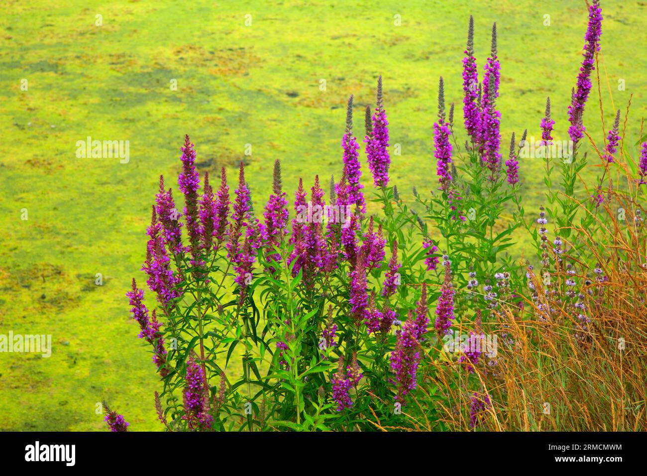 Purple loosestrife at Mission Lake, Willamette Mission State Park ...