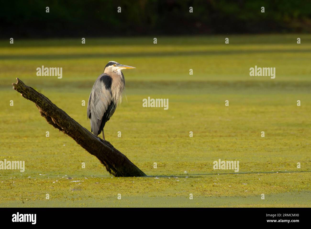 Great blue heron (Ardea herodias) at Mission Lake, Willamette Mission ...
