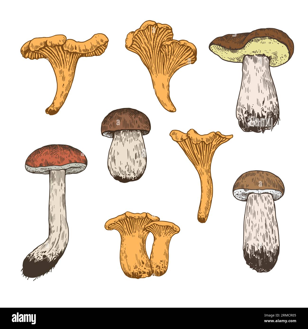 Mushrooms illustration in engraving style. Color drawing of boletus ...