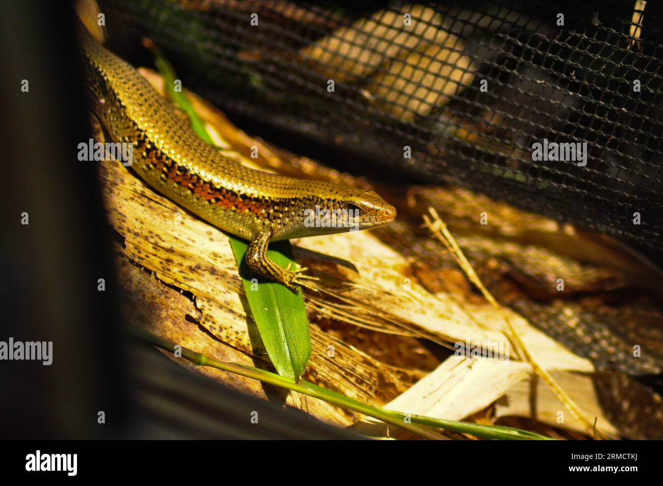 Lizzard species hi-res stock photography and images - Alamy