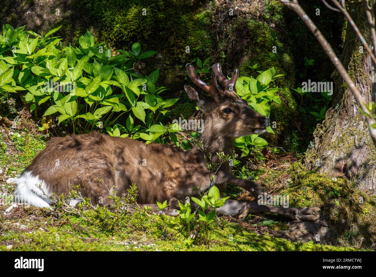 Yaku sika deer, young stag with velvet antlers, Kakushima Island, Japan ...