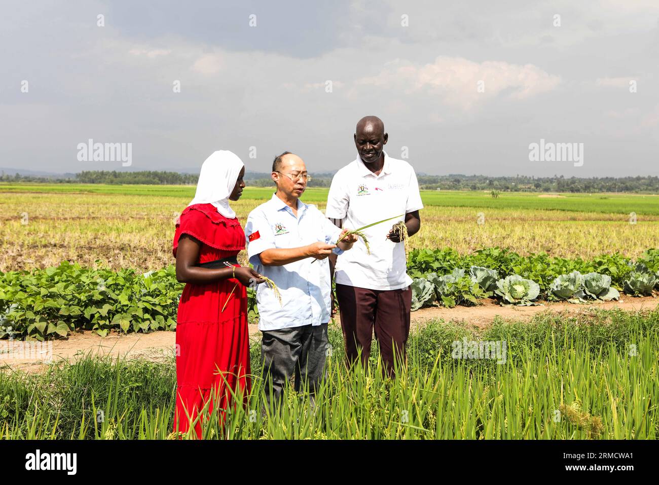Butaleja, Uganda. 15th Aug, 2023. Chinese expert Luo Zhongping (C ...