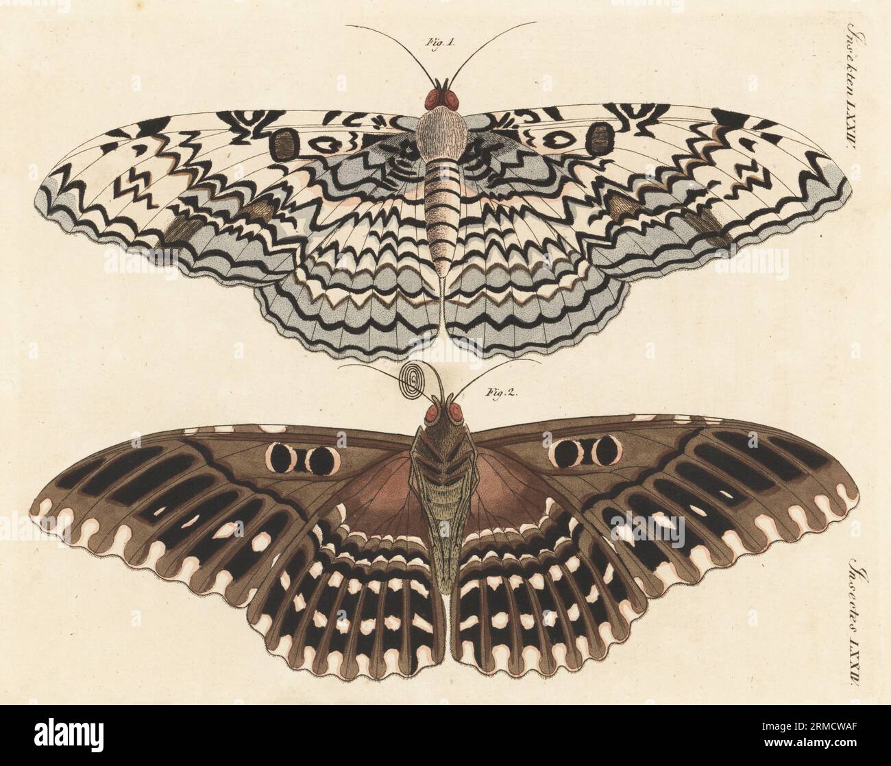 White witch, ghost moth, great gray witch or great owlet moth, Thysania ...