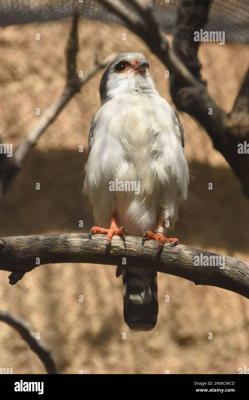 Los Angeles, California, USA 24th August 2023 African Pygmy Falcon at ...