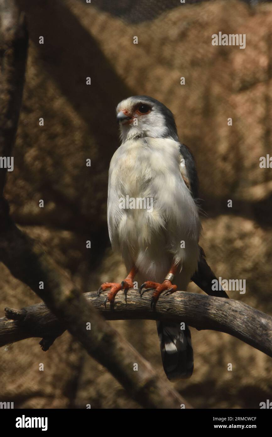 Los Angeles, California, USA 24th August 2023 African Pygmy Falcon at ...