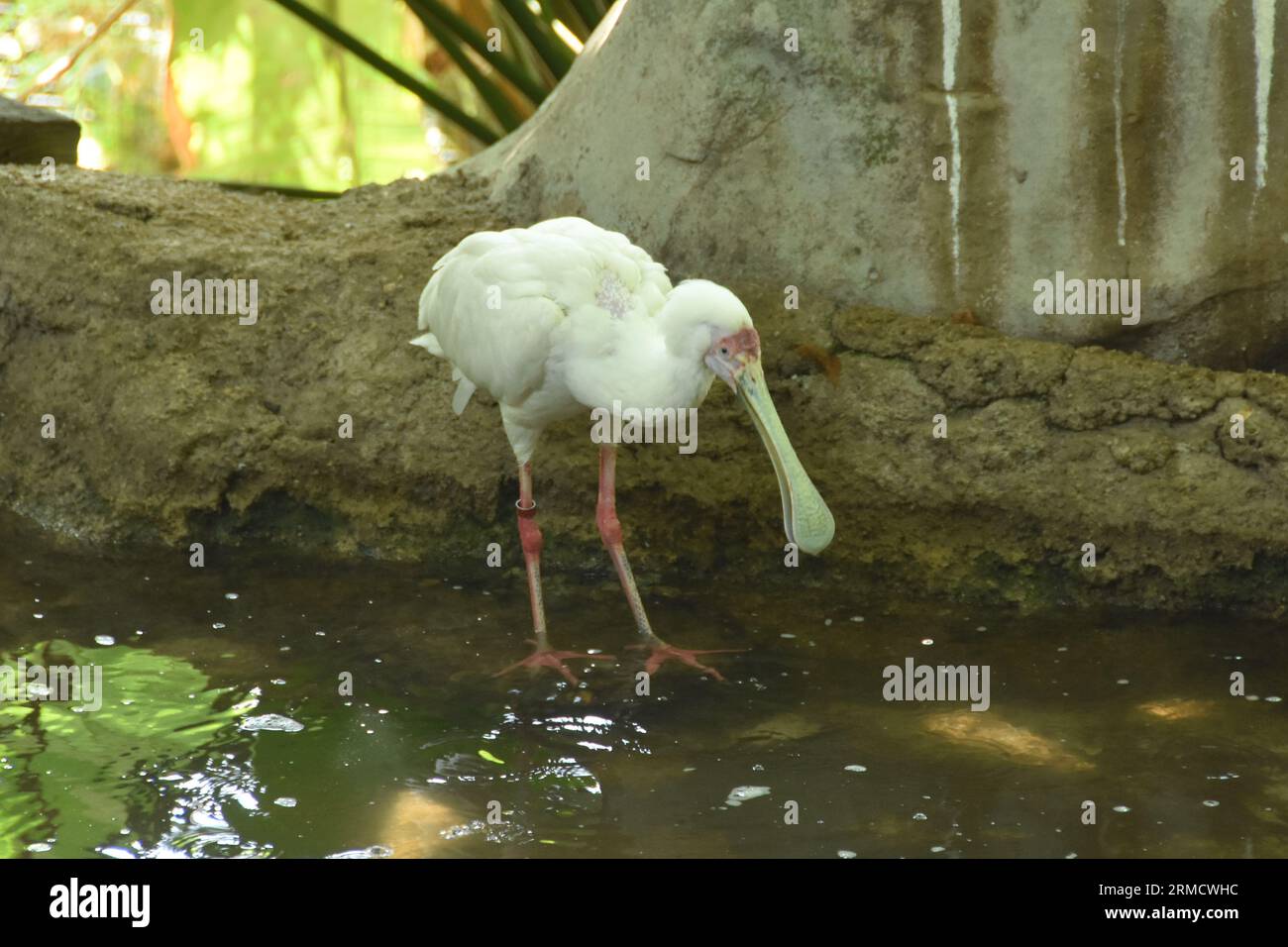 Los Angeles, California, USA 24th August 2023 Spoonbill in Aviary at LA ...