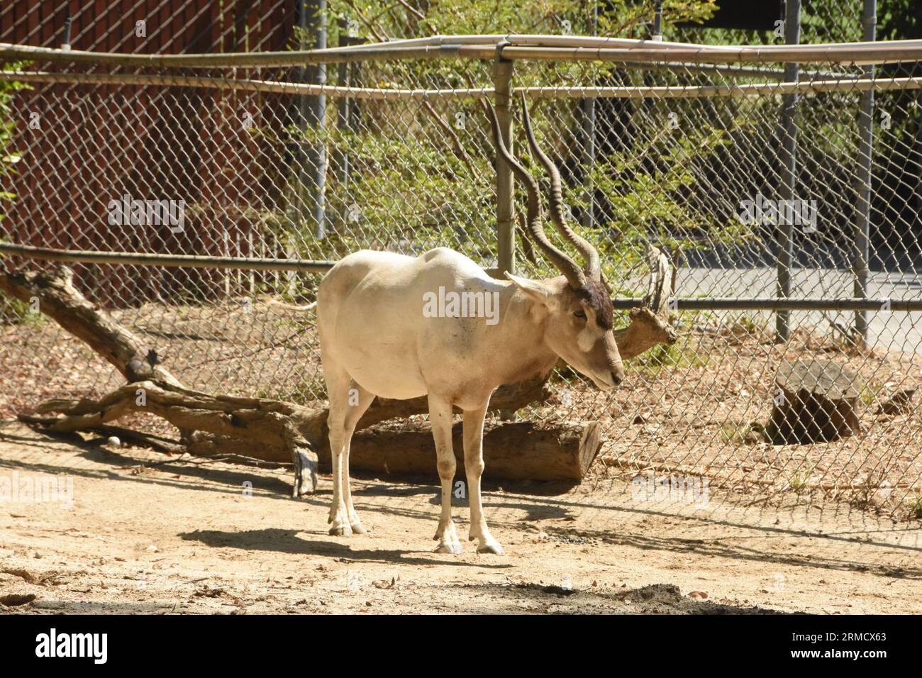 Los Angeles, California, USA 24th August 2023 Addax at LA Zoo on August ...