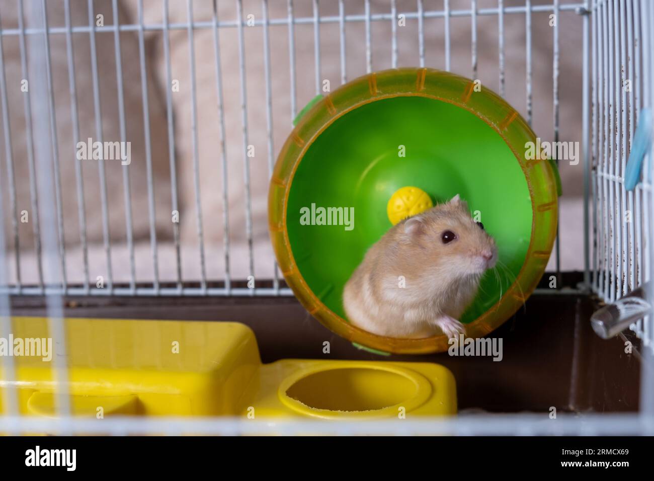A cute hamster runs in a wheel. The concept of running in a circle ...
