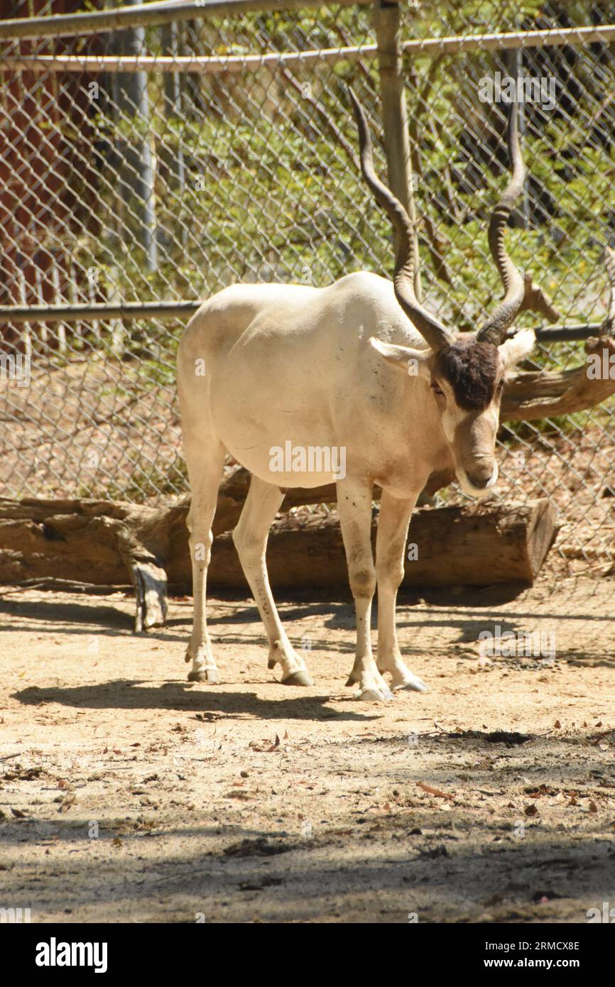 Los Angeles, California, USA 24th August 2023 Addax at LA Zoo on August ...