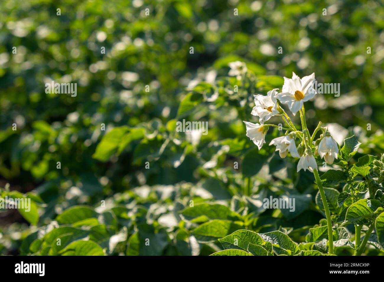 Flowering potato. Potato flowers blossom in sunlight grow in plant ...