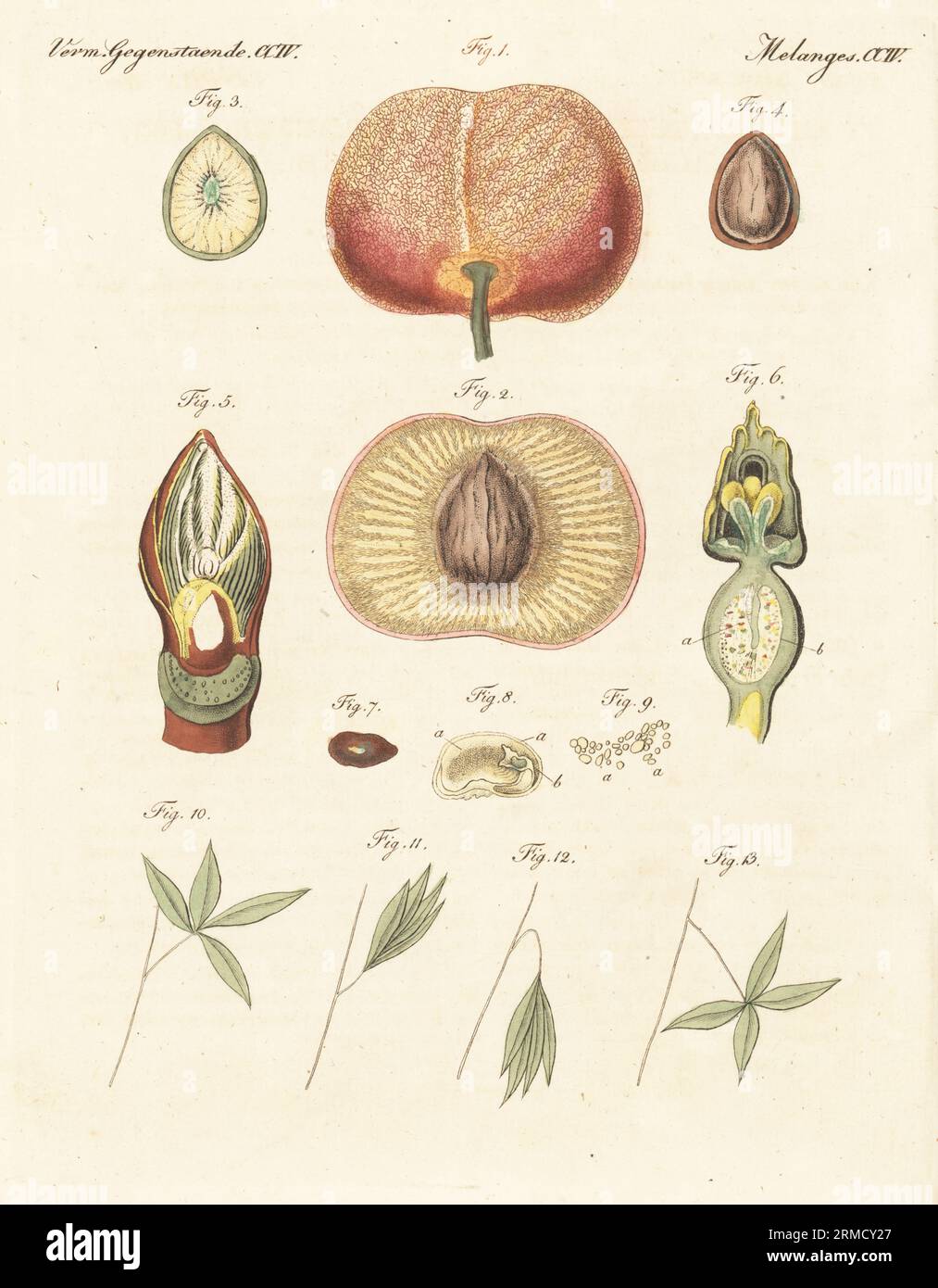 Development, propagation and movement in plants. Cherry 1 and section ...