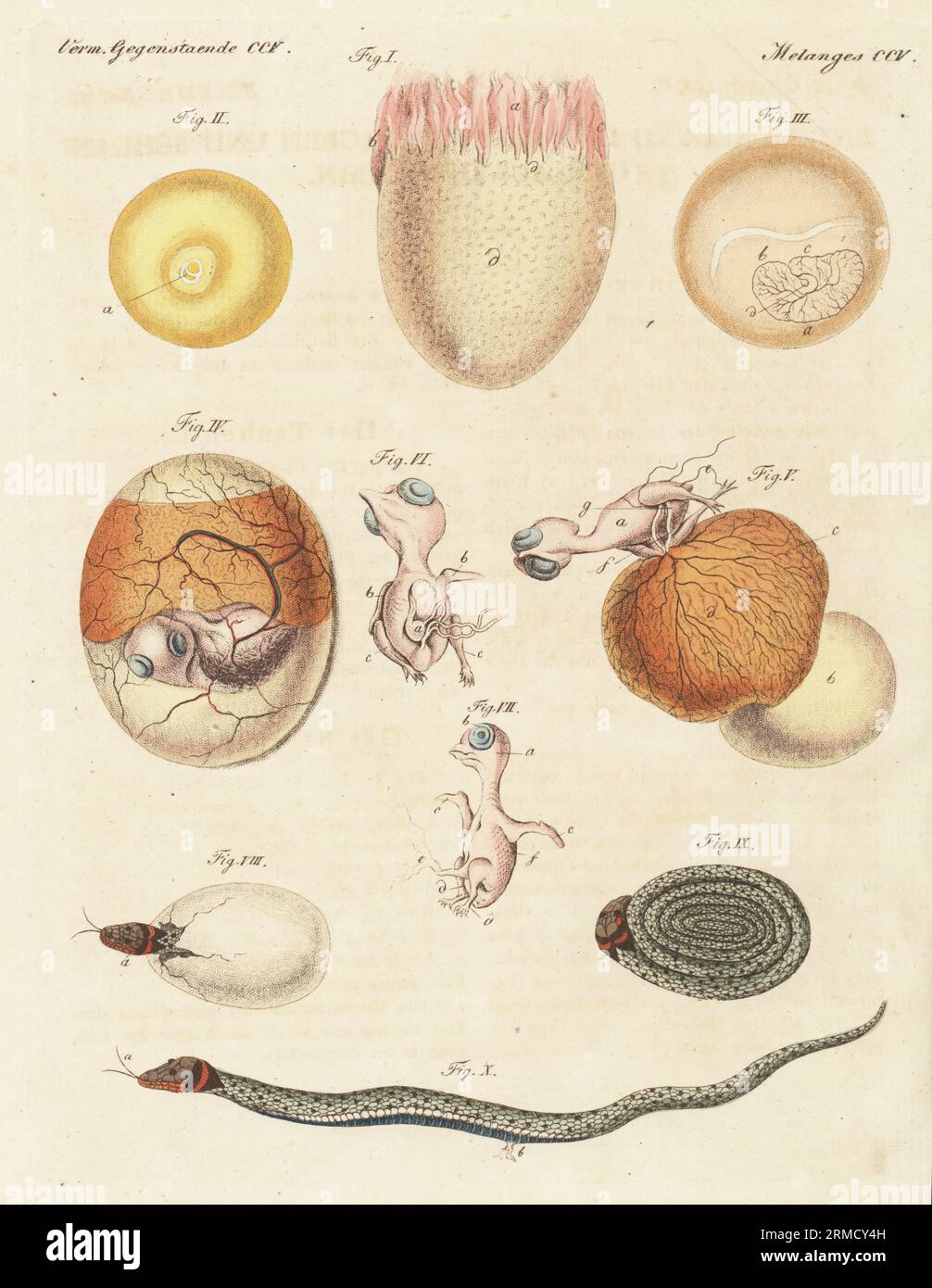 Chicken anatomy hi-res stock photography and images - Alamy